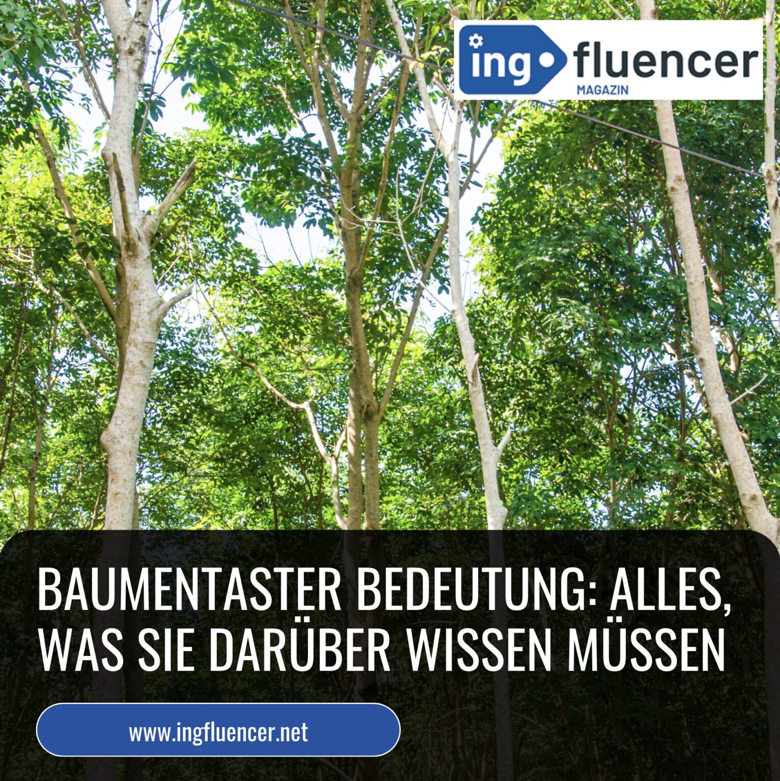Baumentaster Was Ist Das